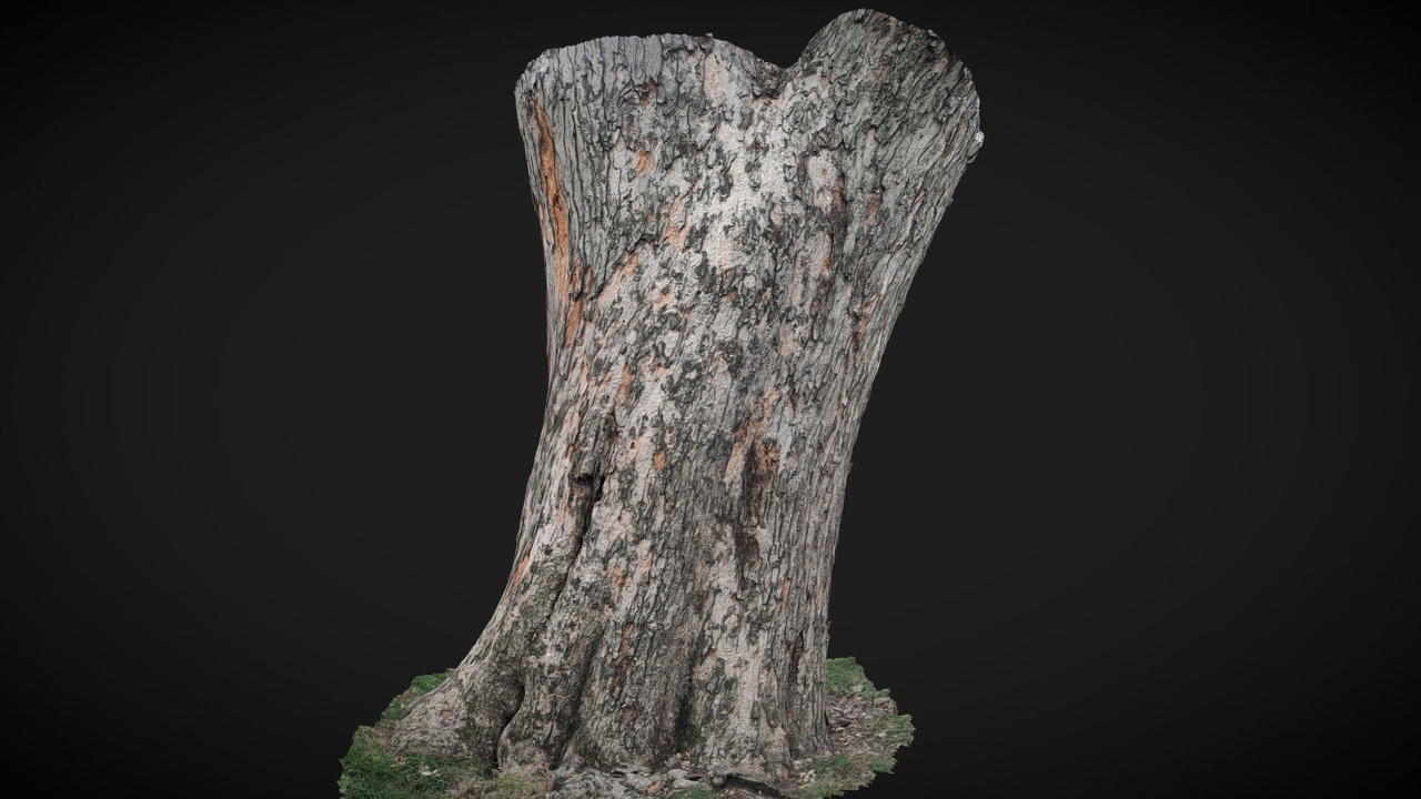 tree bark type 02 | Fab