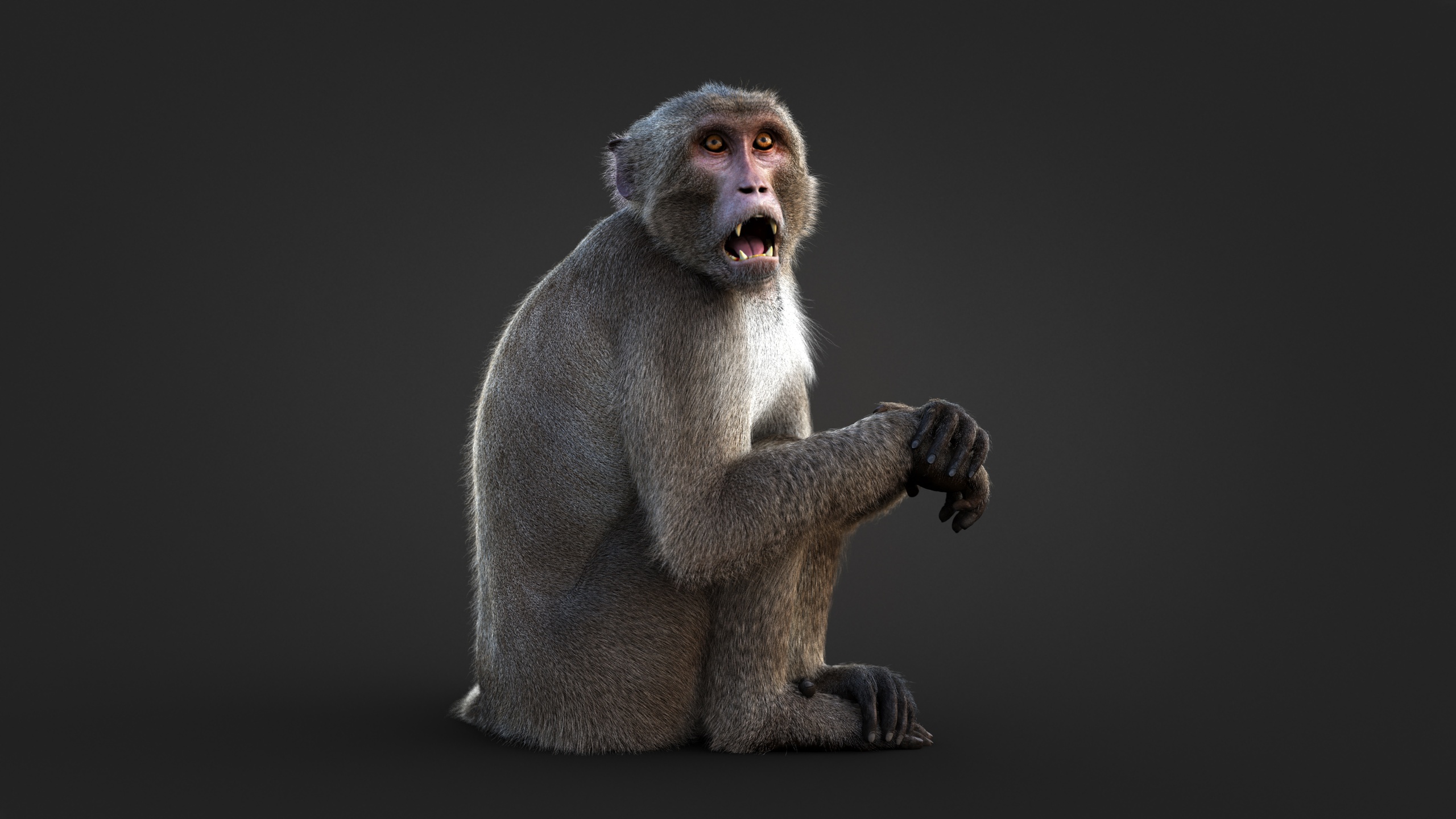 Rhesus Monkey RIG Maya Xgen-core | Fab