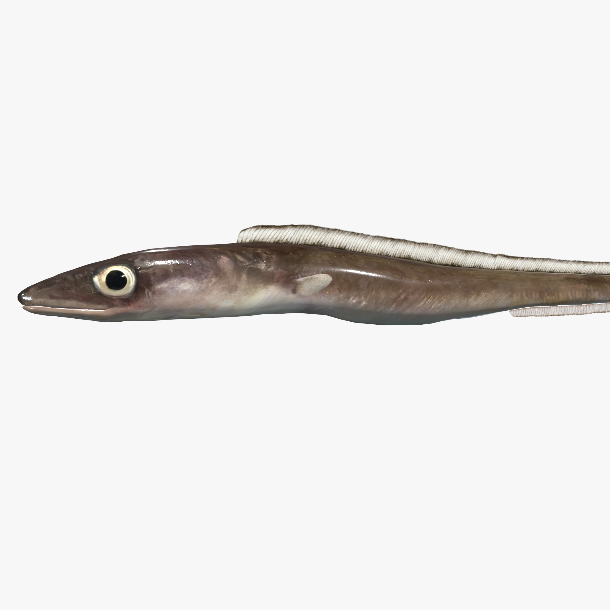 Whitespotted Conger -Maanago - Conger myriaster | Fab