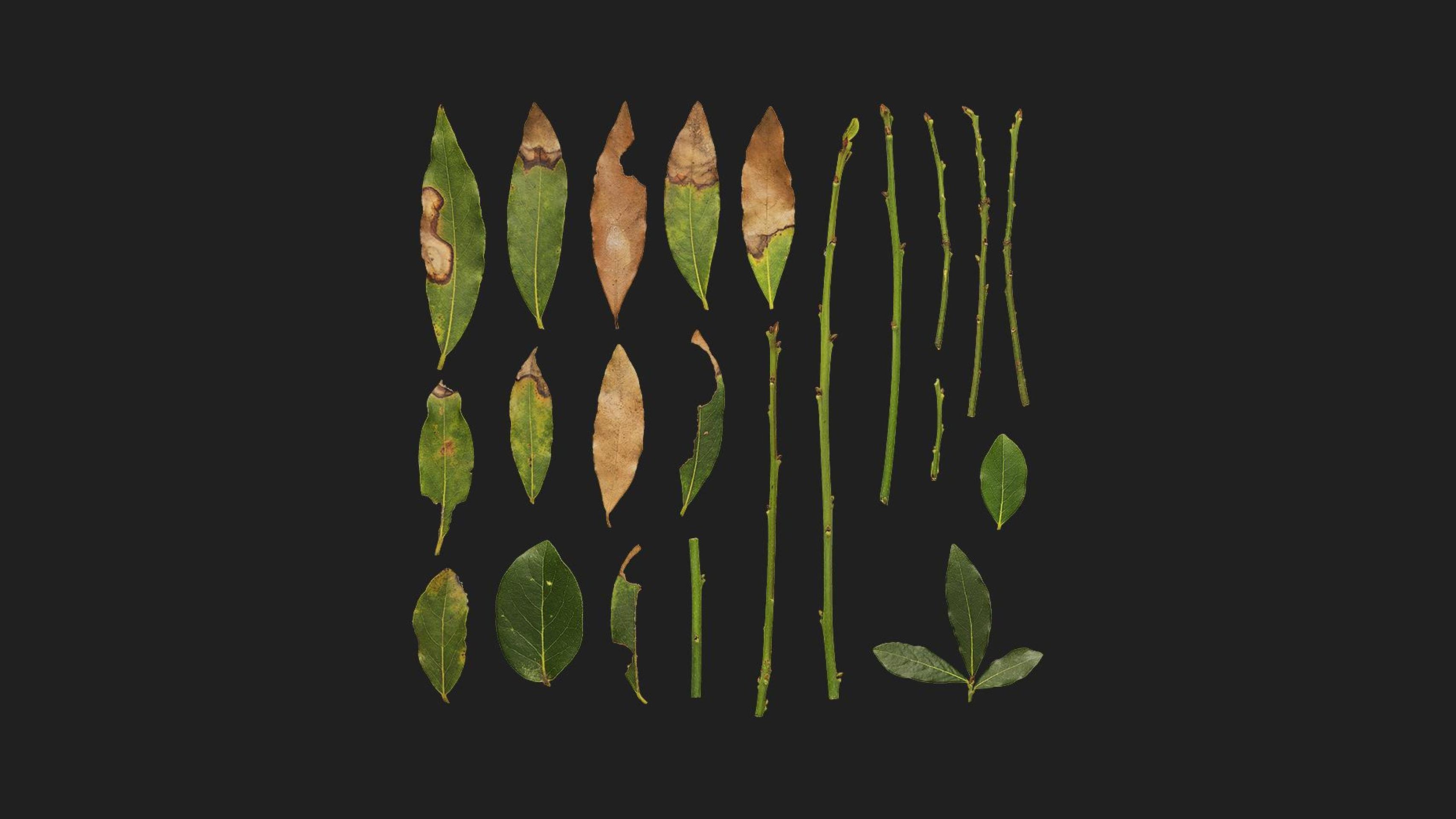 Bay Leaf | Fab