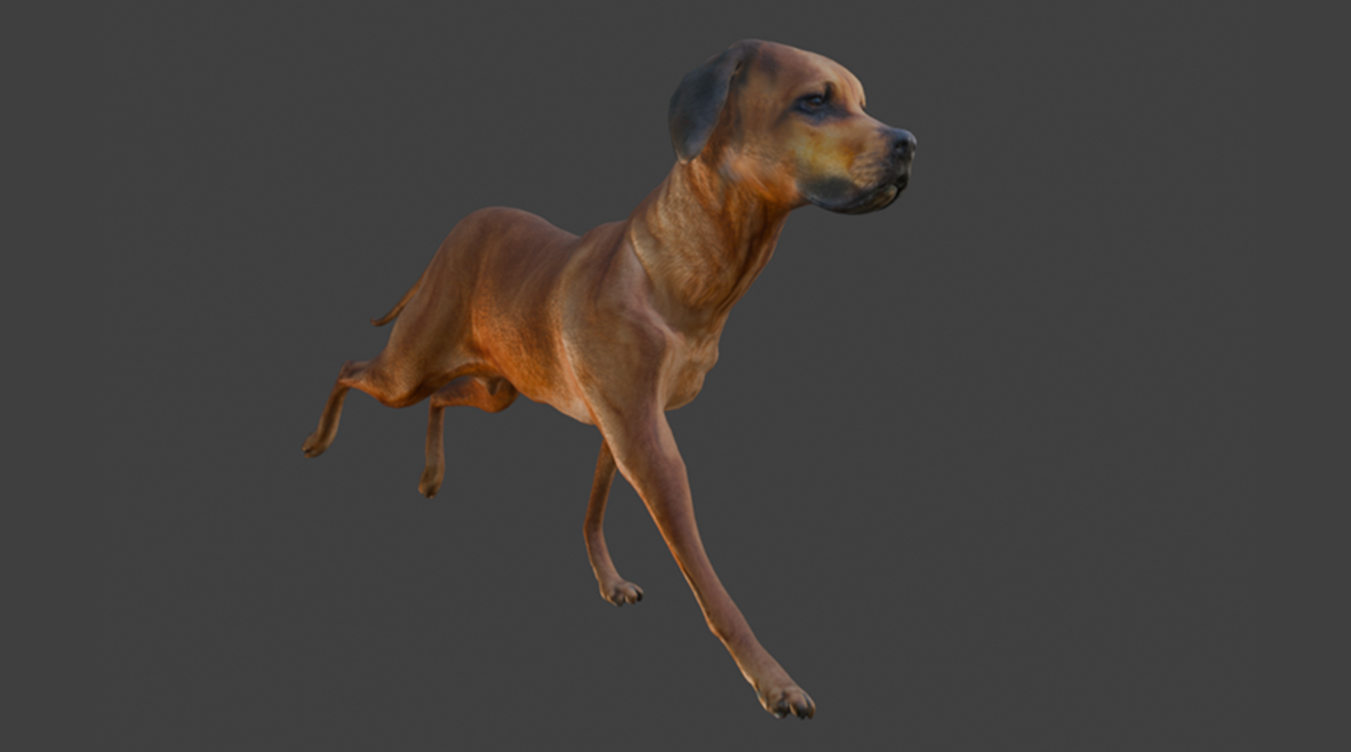 Realistic Running Dog Low-poly 3D model | Fab