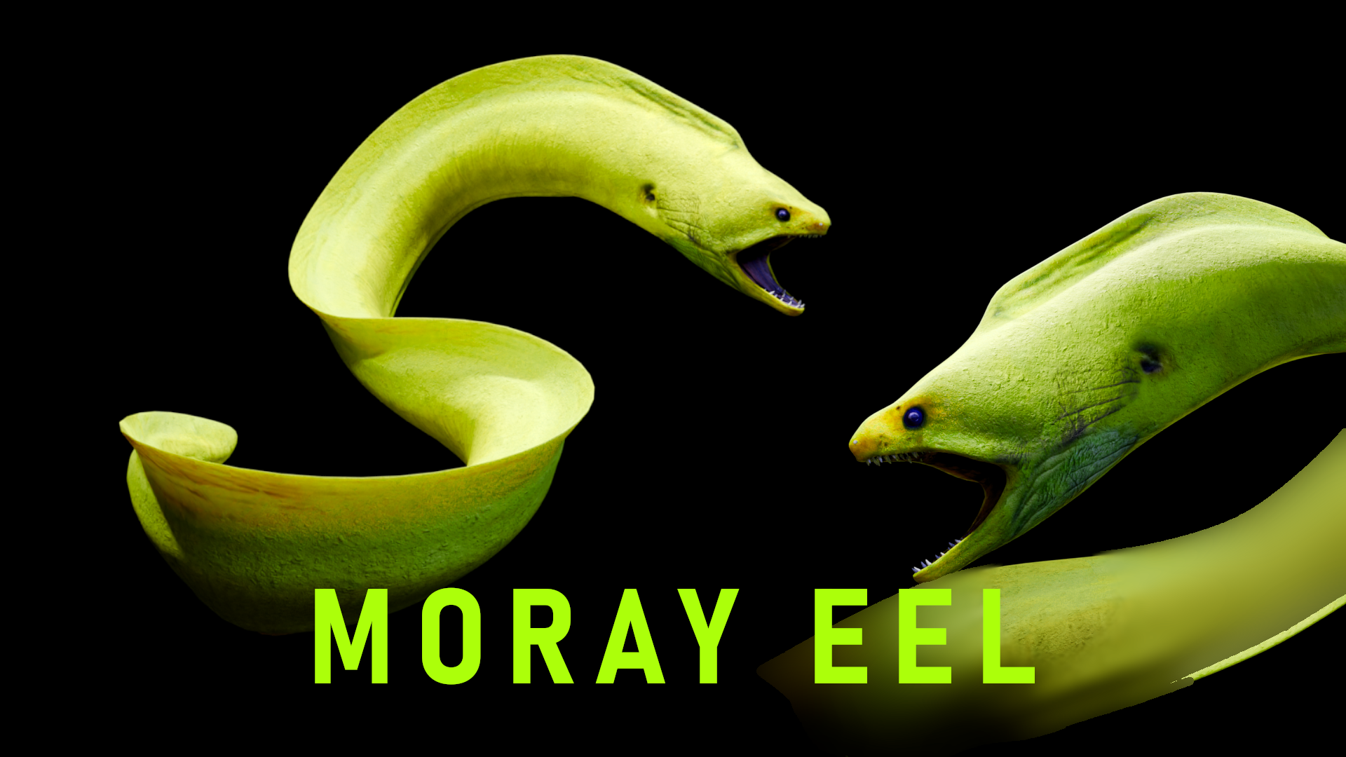 Animated Moray Eel | Fab