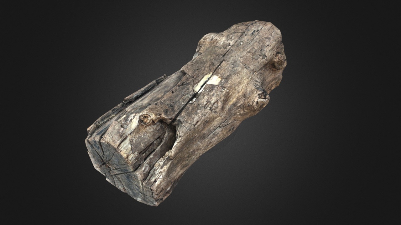 Realistic section of tree trunk wood | Fab