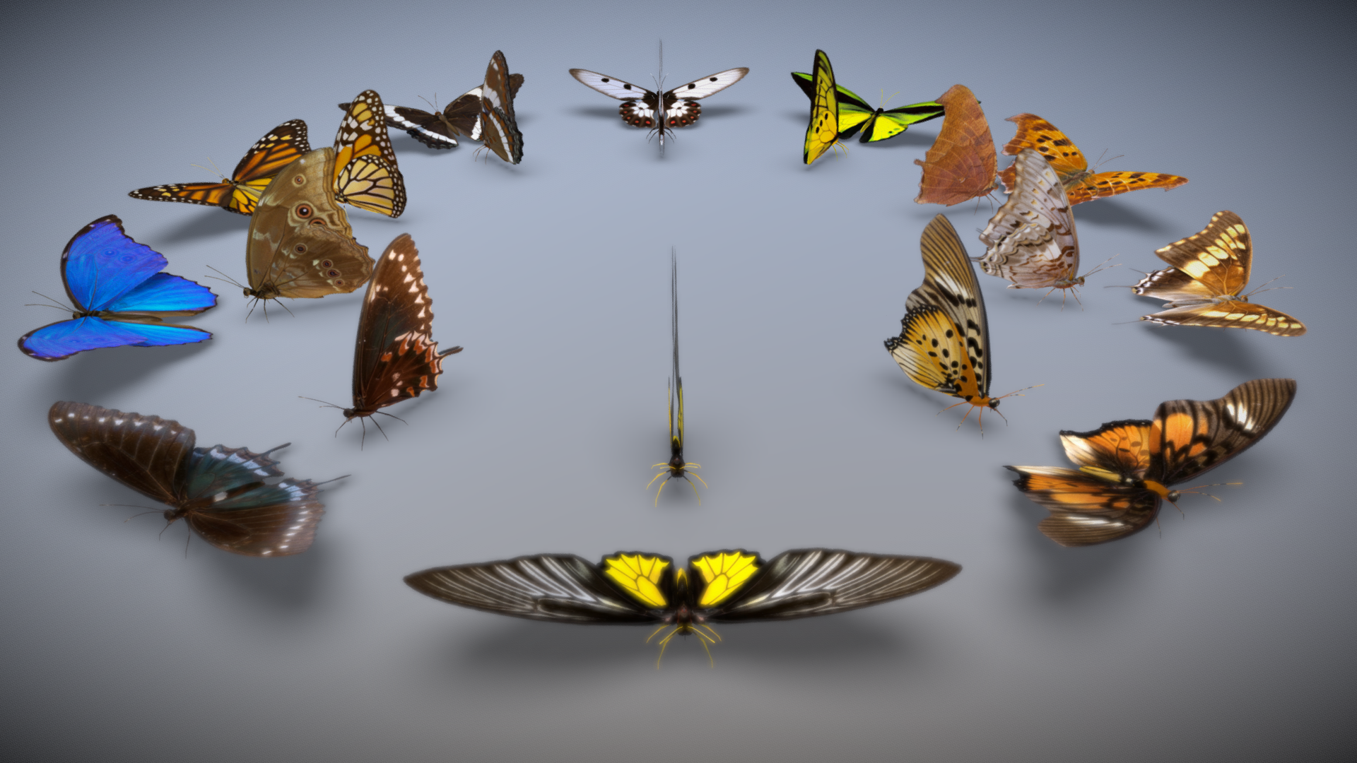 Butterfly pack (10 wing colors) | Fab