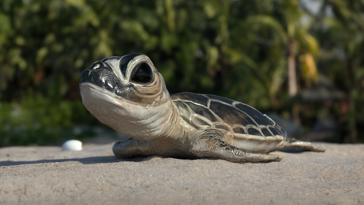 Cute Baby Turtle