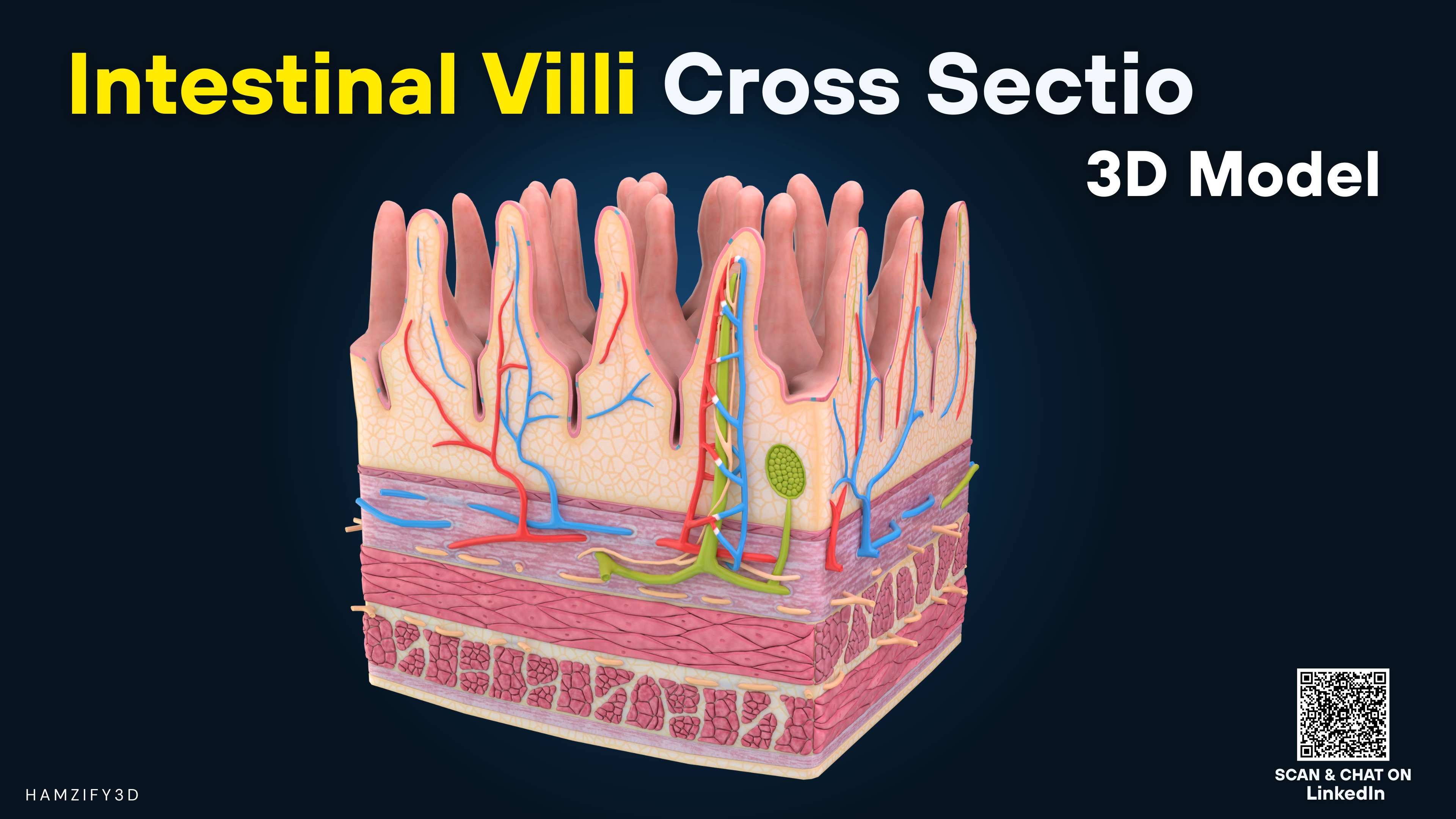 3D Intestinal Villi Cross Section - Microscopic Digestive Anatomy | Fab