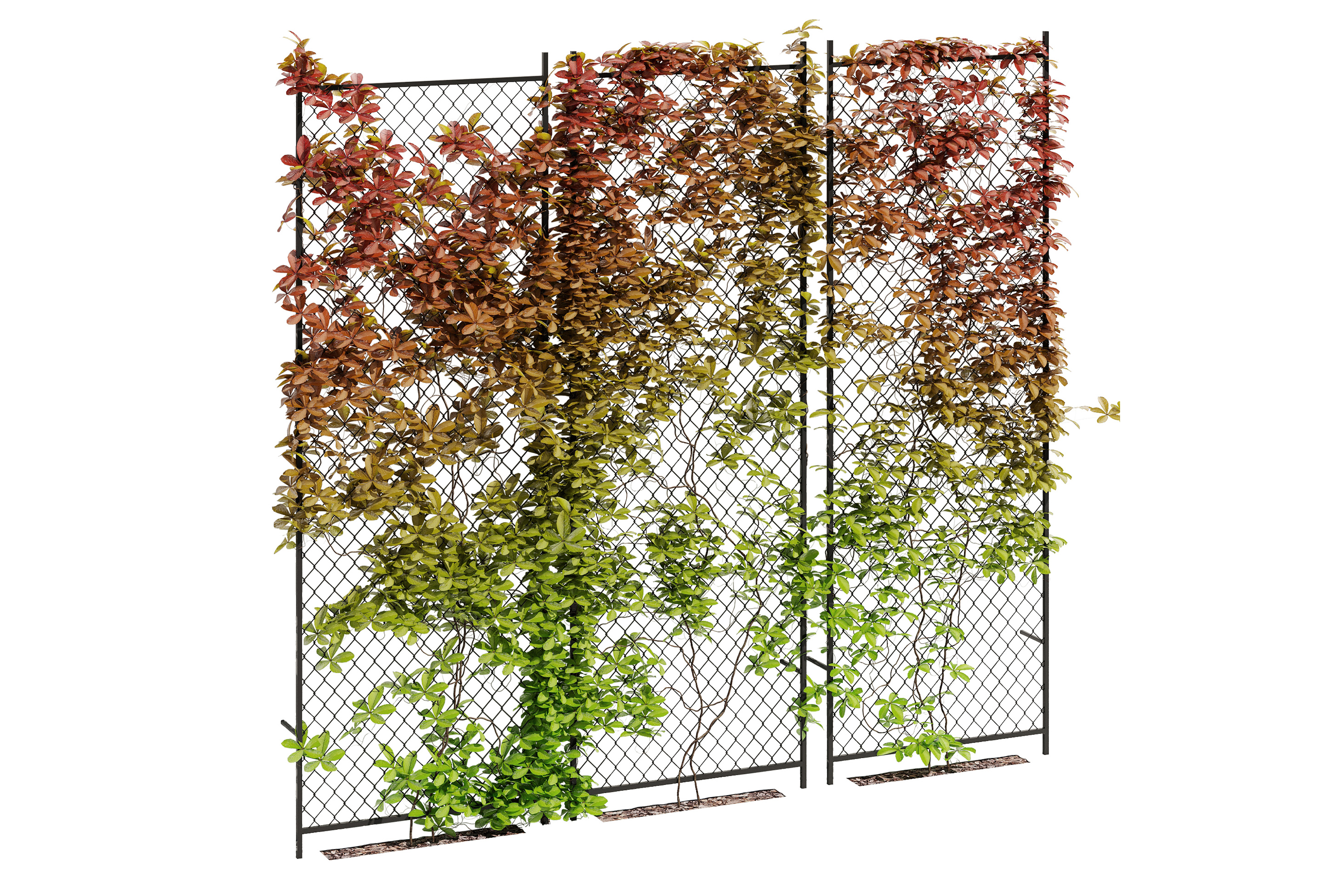 Ivy wall seven | Fab