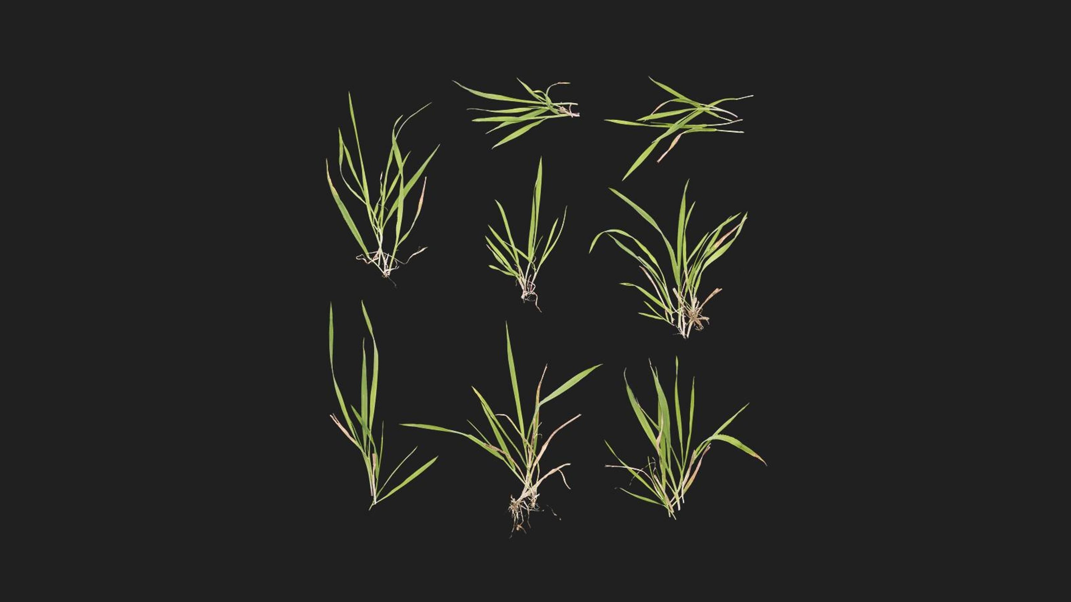 Wild Grass | Fab