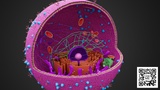 Human Cell Anatomy Cross Section 3D Model Detailed Organelles Nucleus ...