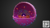 Human Cell Anatomy Cross Section 3D Model Detailed Organelles Nucleus ...
