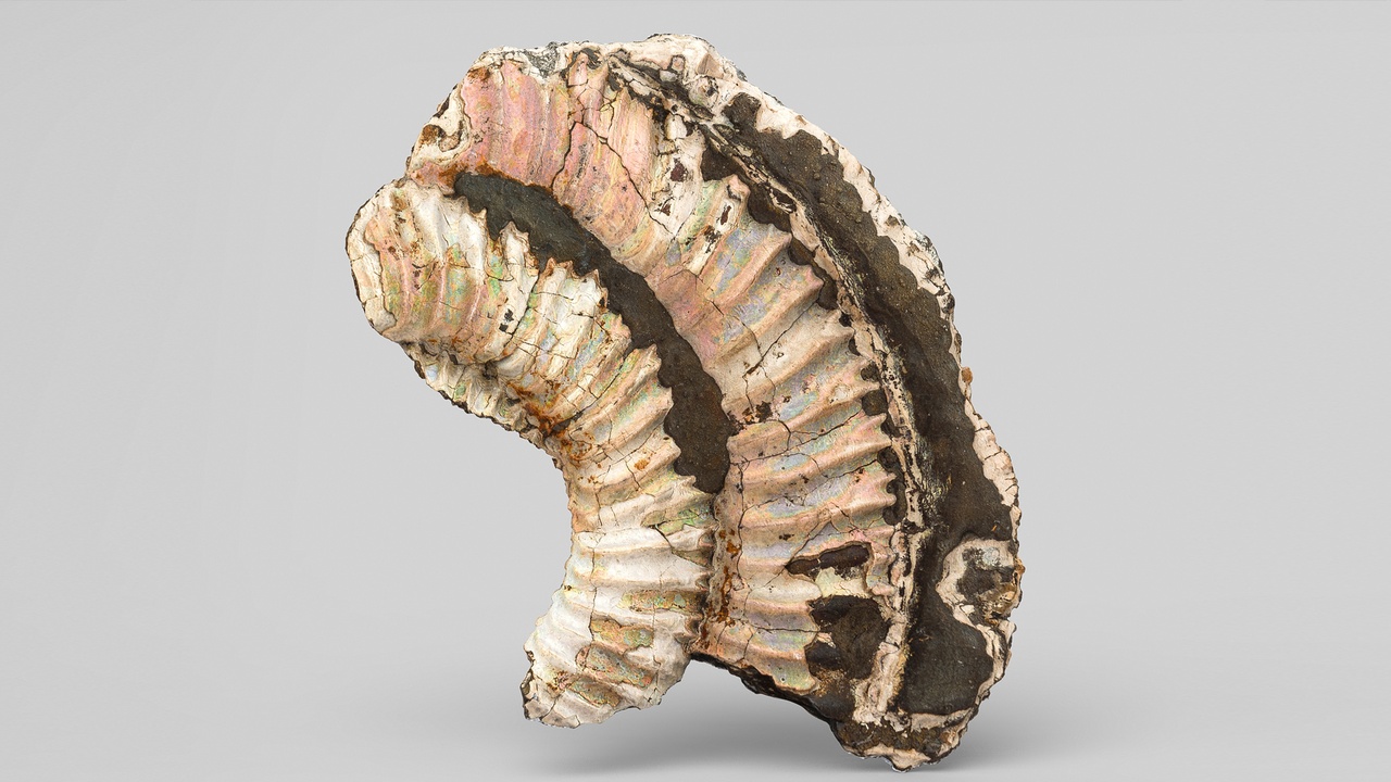 Pyritized ammonite with mother-of-pearl | Fab