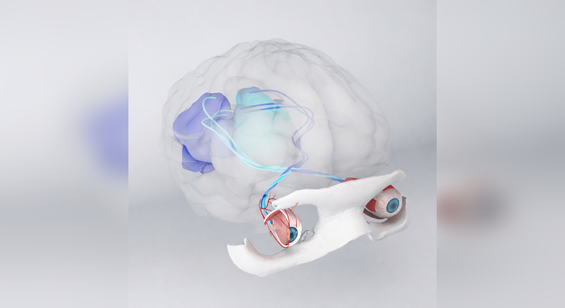 Human Visual System Anatomy 3D Model Eye Brain Optic Nerve Medical ...