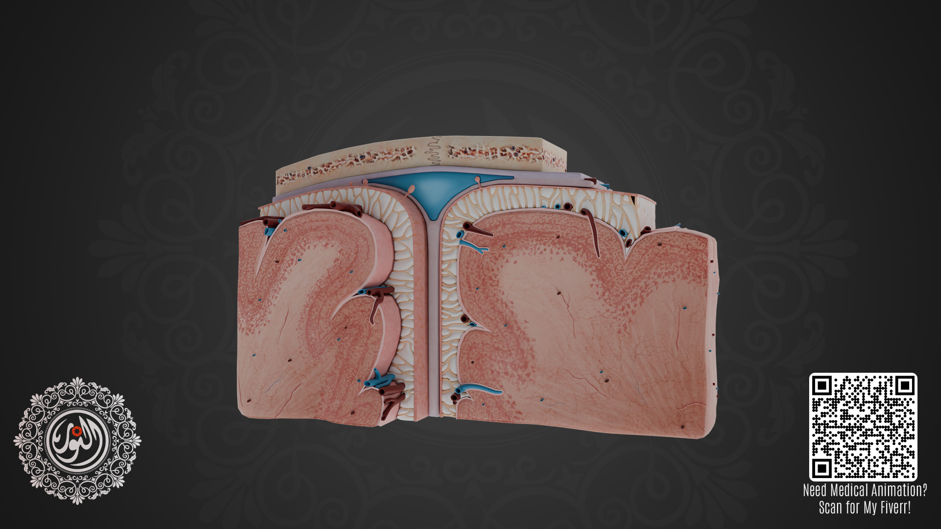 Cerebrum and Meninges Cross Section 3d Model | Fab