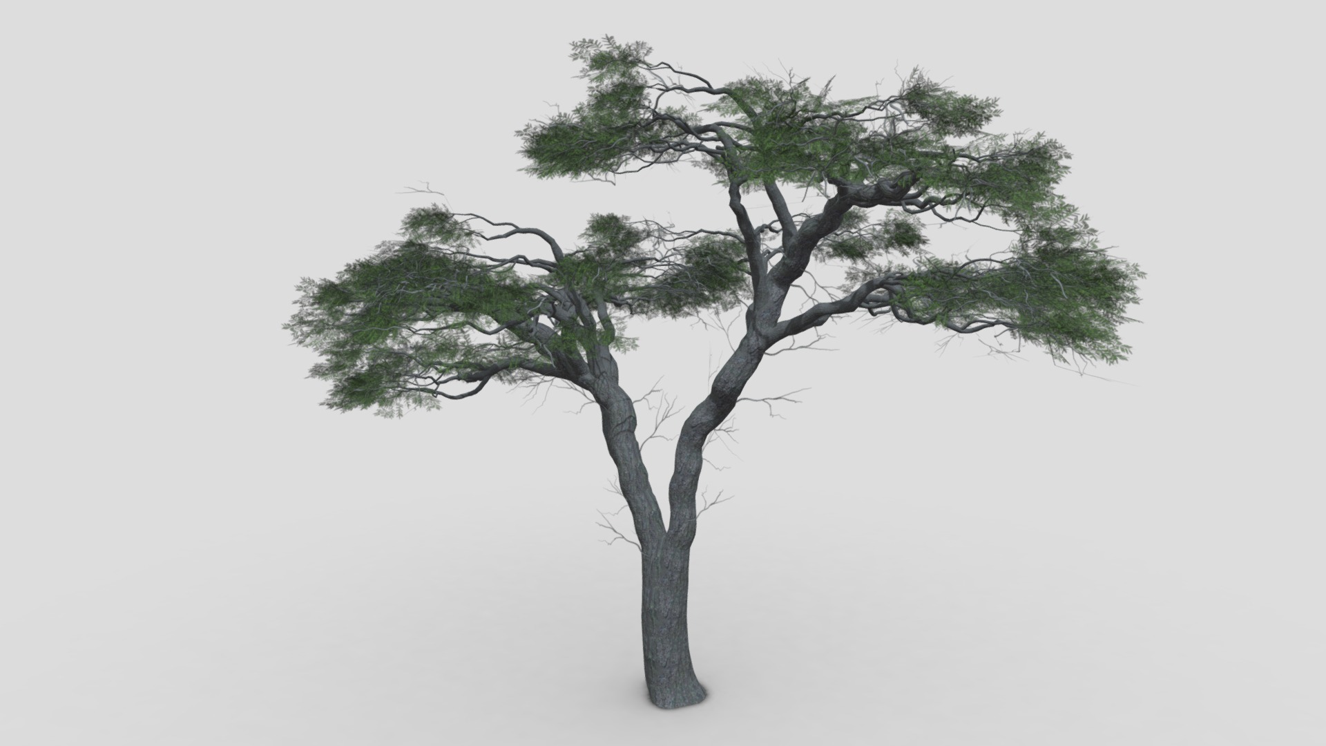 African Acacia Tree-S2 | Fab