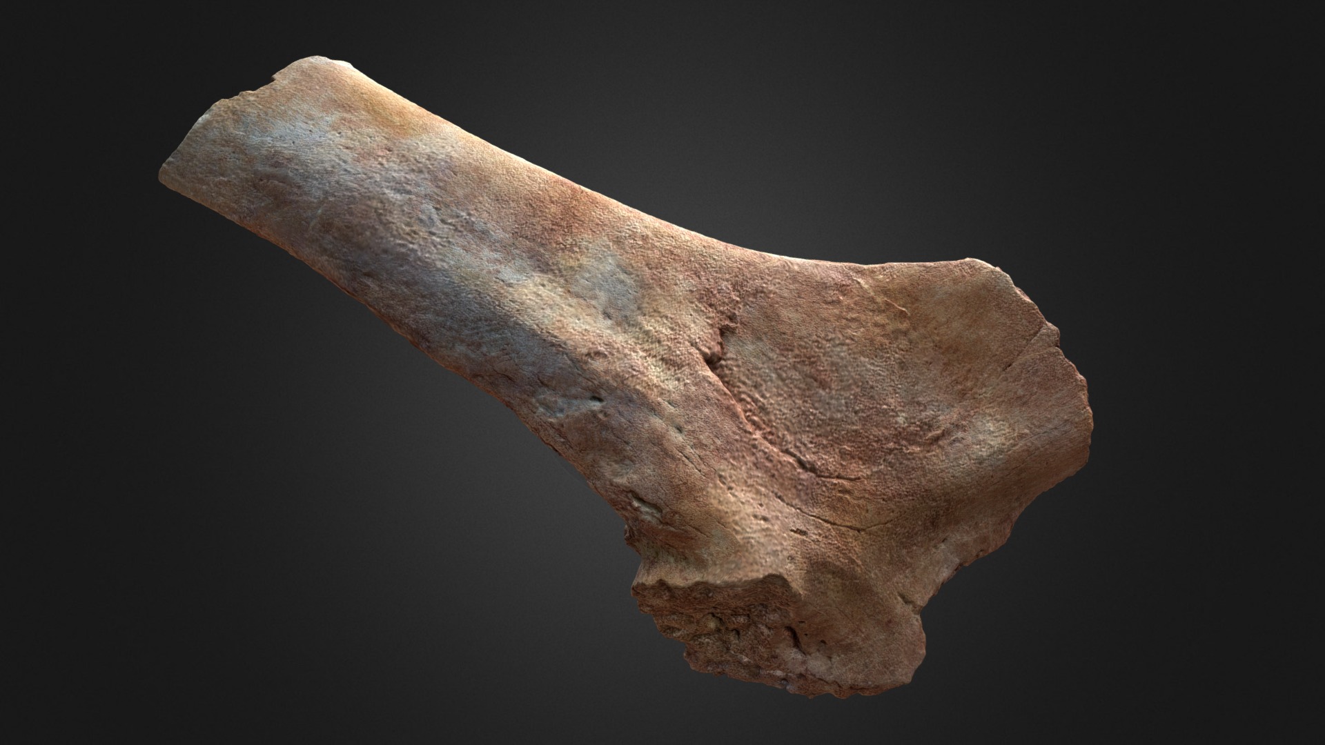 Spinosaur Shoulder Blade | Fab