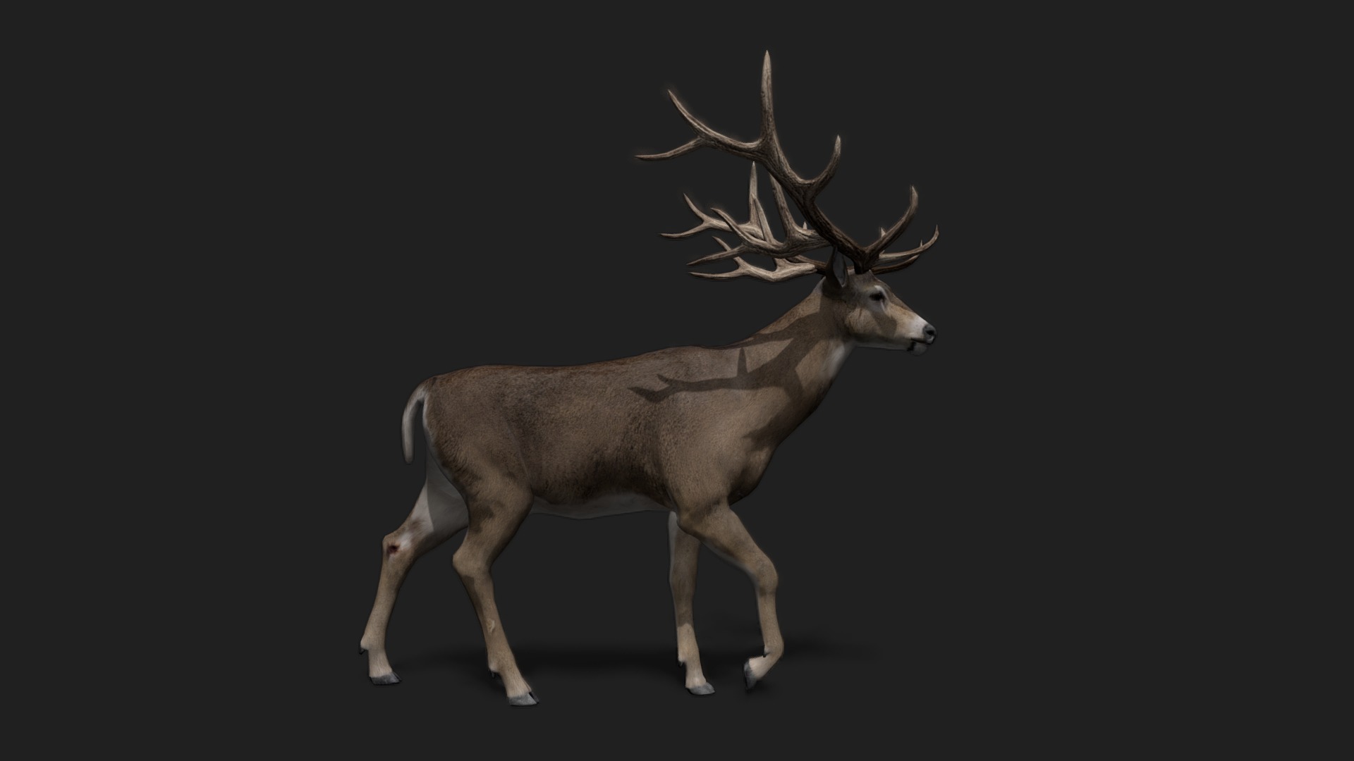 Animated Deer Wallpaper