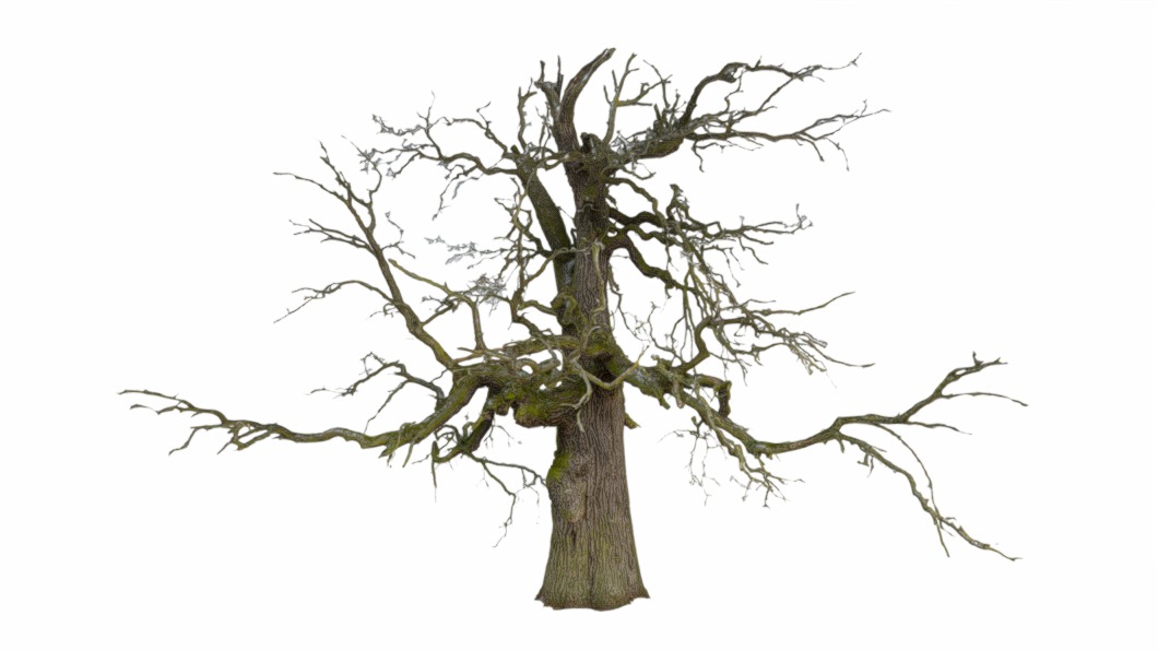 Dead Oak Tree Art