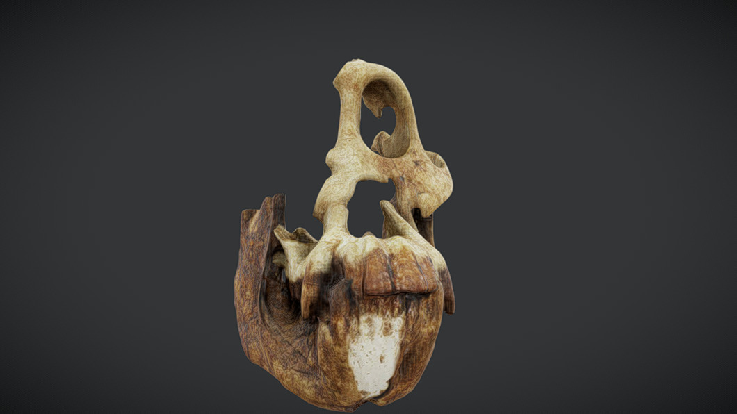 Sivapithecus - Low Poly 3D Skull Model | Fab