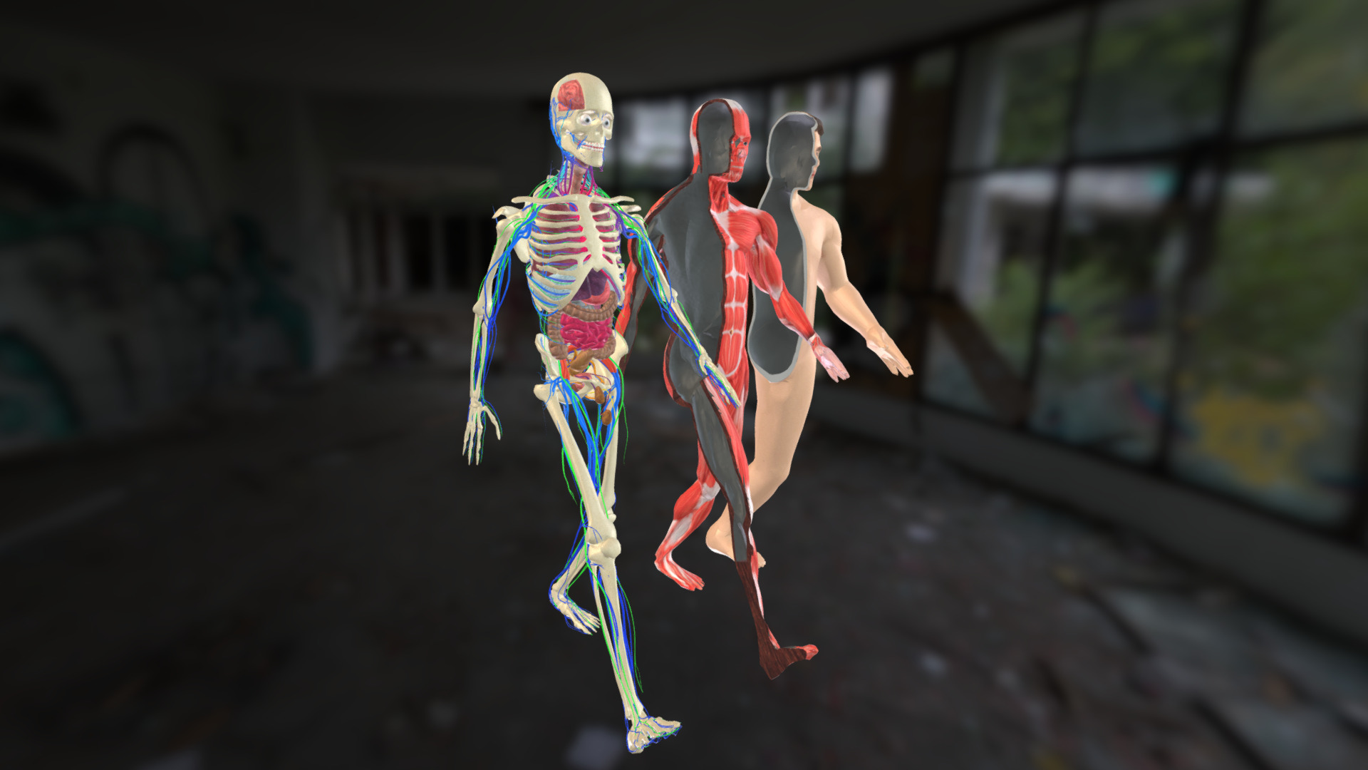 Animation Dissection Male Anatomy Systems | Fab